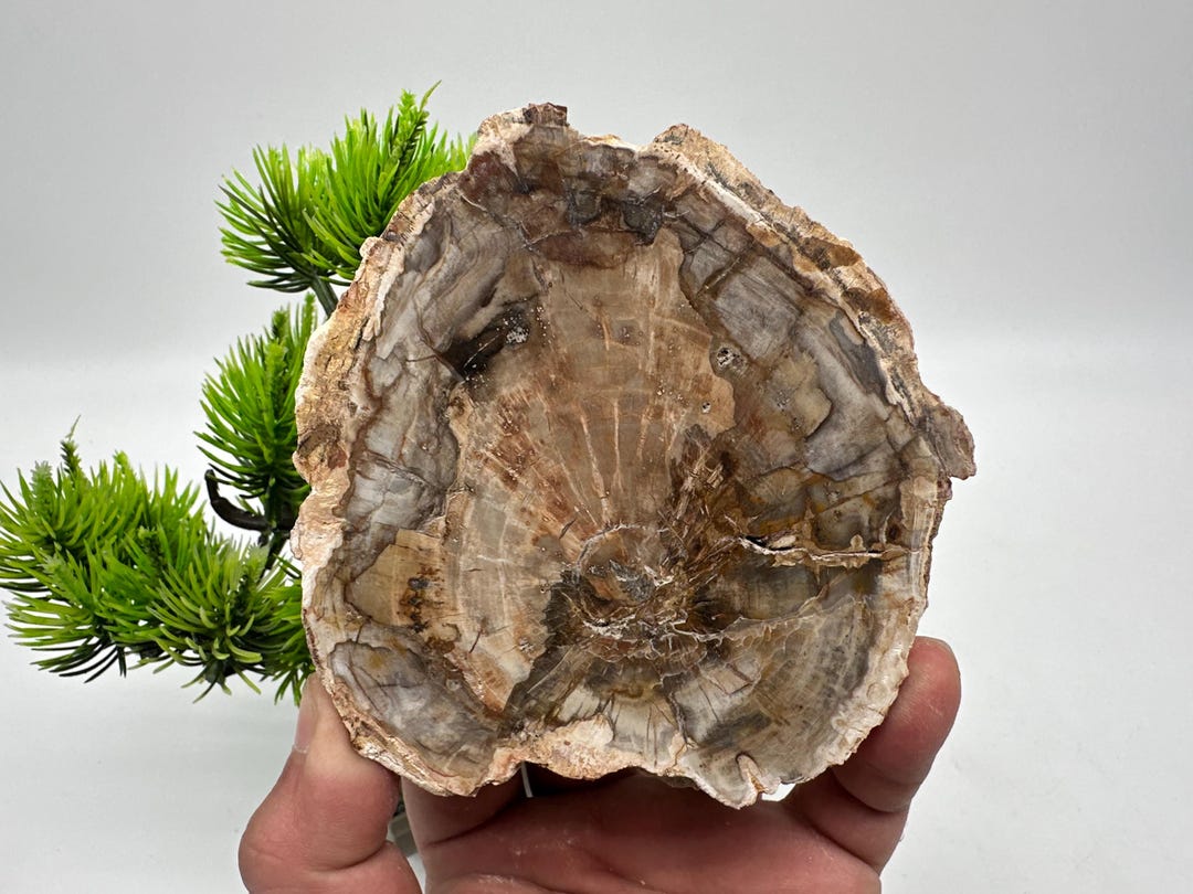 Petrified Wood Slab Natural Stone Slice Fossilized Wood Specimen ...
