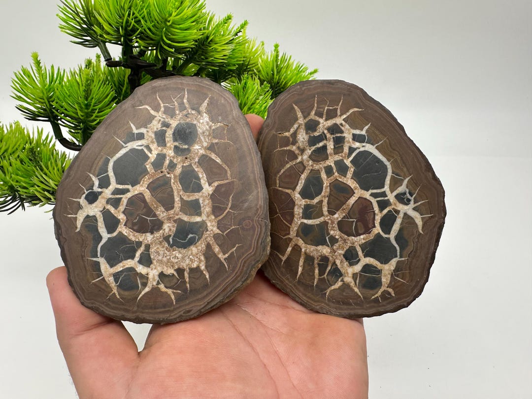 Large Septarian Nodule Geode Pair: Dragonstone Healing Stones - Etsy