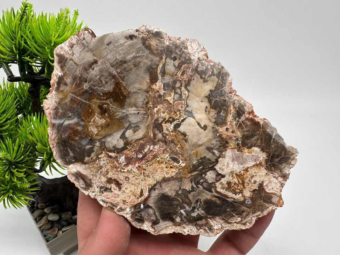 Petrified Wood Slab - Natural Stone Slice - Fossilized Wood Specimen ...