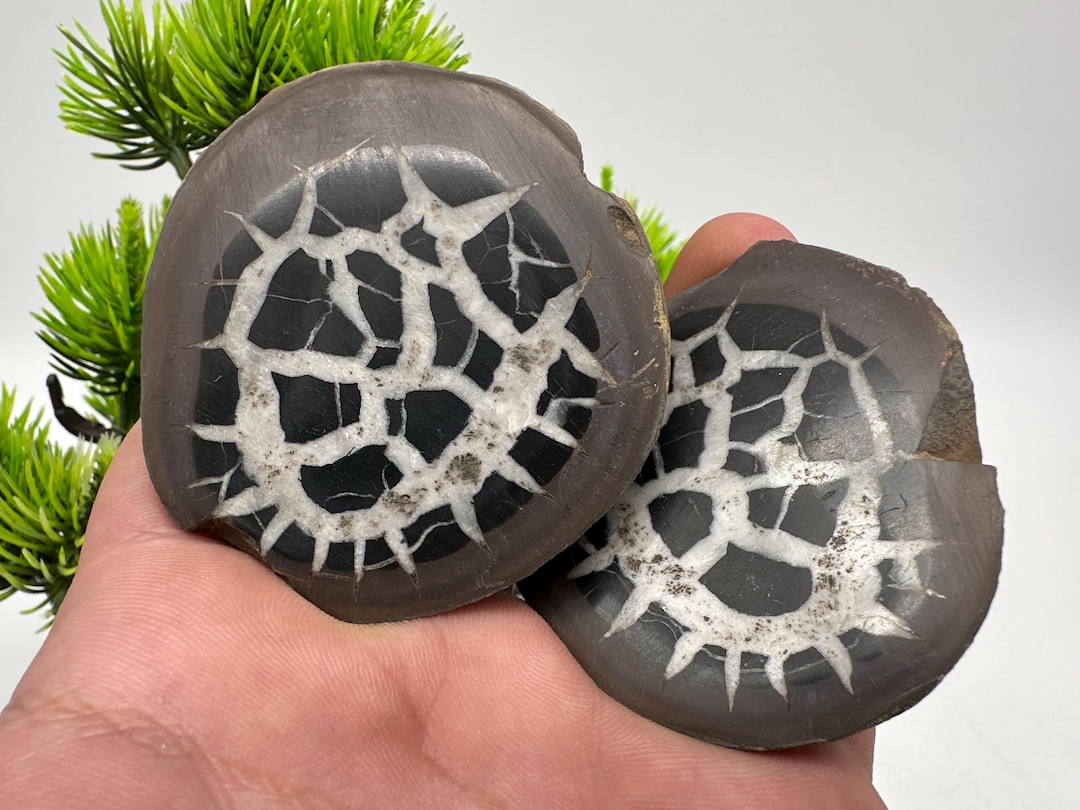 Dragonstones Pair, Septarian Nodule Geode, Septaria, Dragonstone ...
