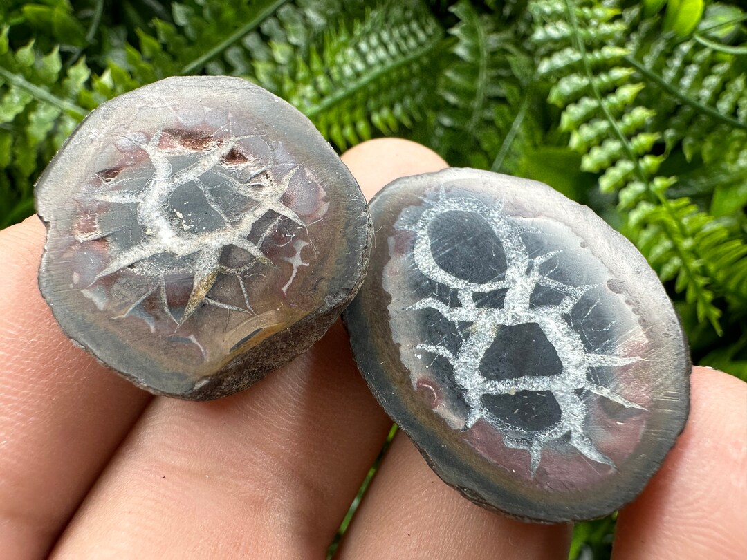 Dragonstones Pair, Septarian Nodule Geode, Septaria, Dragonstone ...