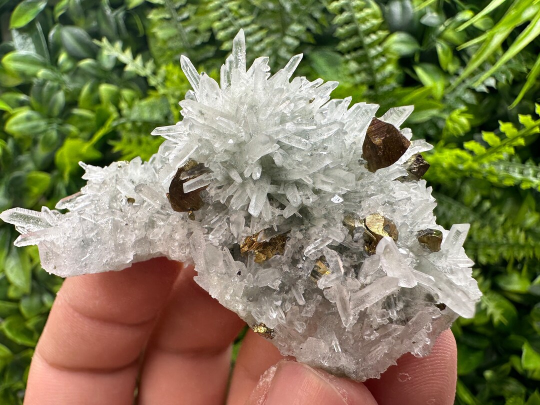 Stunning Golden Yellow Chalcopyrite on Transparent Quartz Collection ...