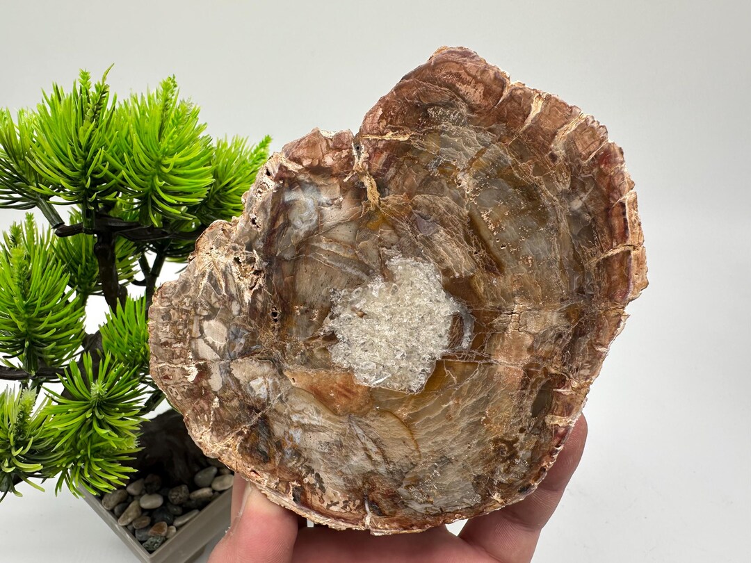 Petrified Wood Slab Natural Stone Slice Fossilized Wood Specimen ...