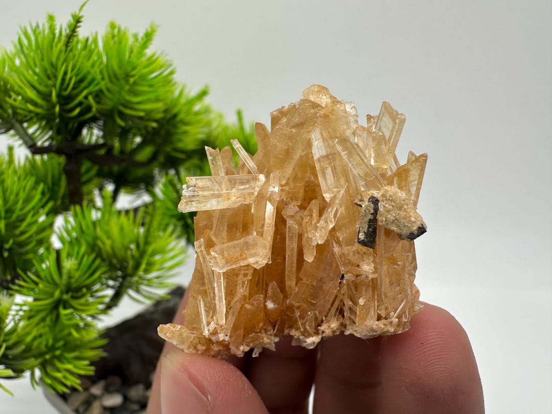 Stunning Gypsum Var. Selenite,from Rudna Mine,poland,brown Gypsum ...