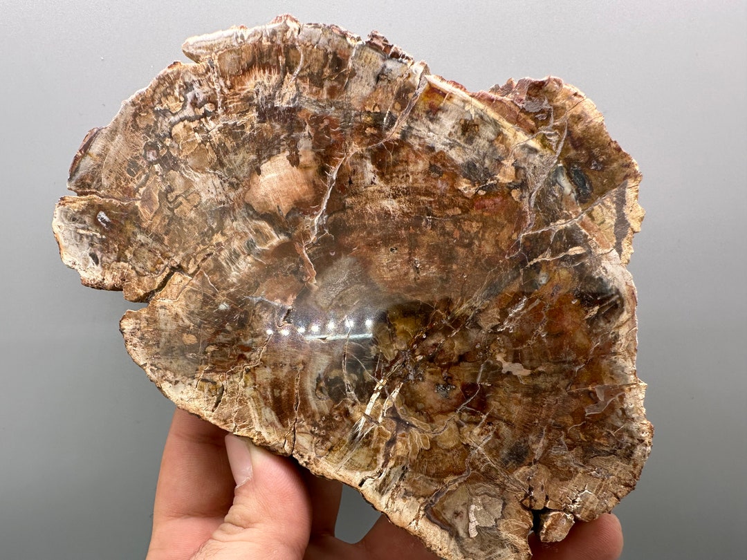 Petrified Wood Slab - Natural Stone Slice - Fossilized Wood Specimen ...