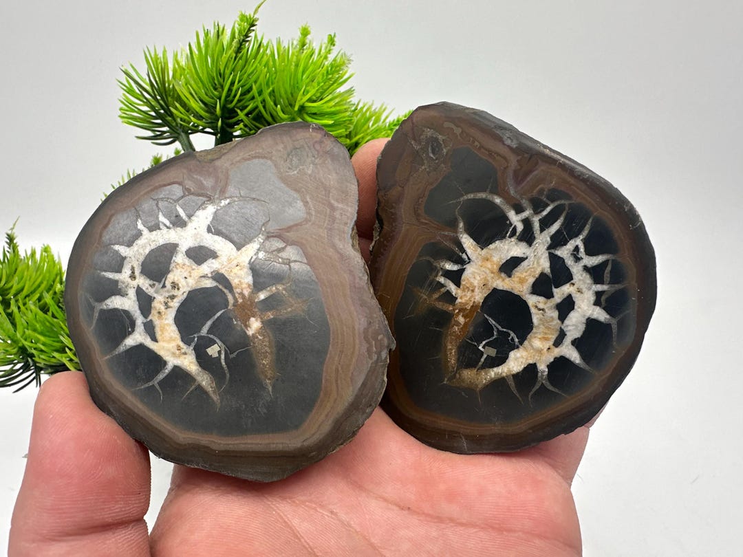 Dragonstones Pair, Septarian Nodule Geode, Septaria, Dragonstone ...