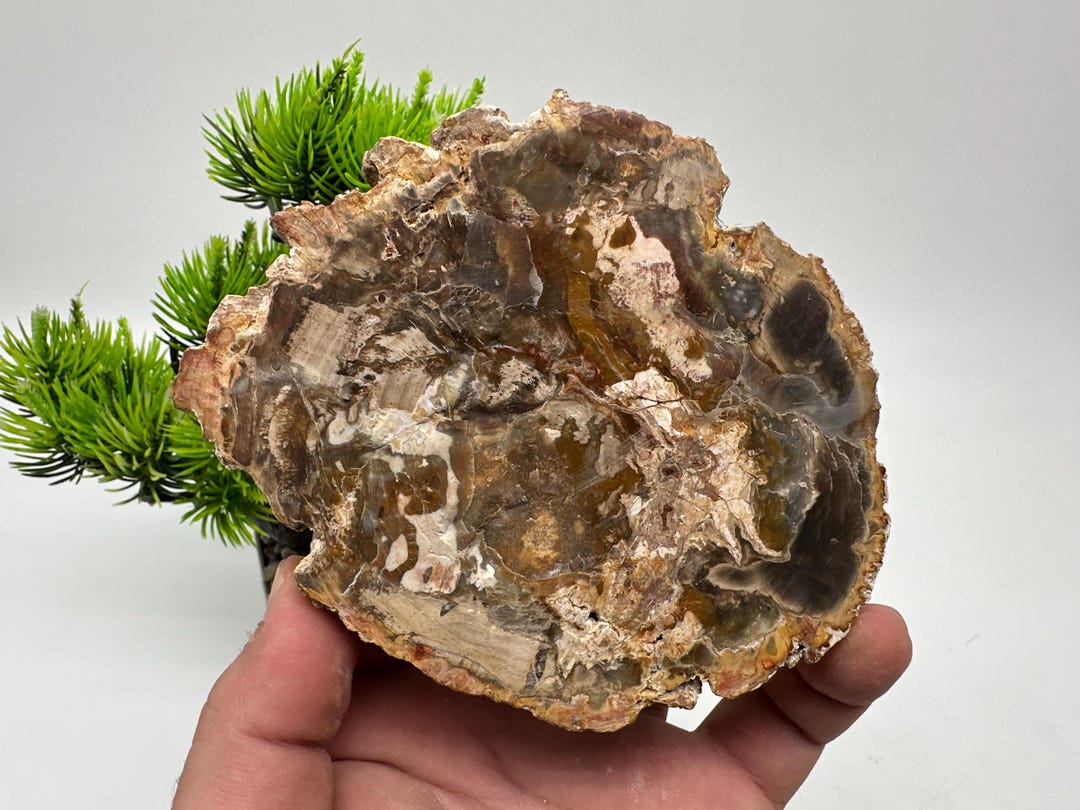 Petrified Wood Slab - Natural Stone Slice - Fossilized Wood Specimen ...