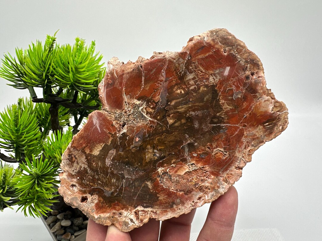 Petrified Wood Slab - Natural Stone Slice - Fossilized Wood Specimen ...