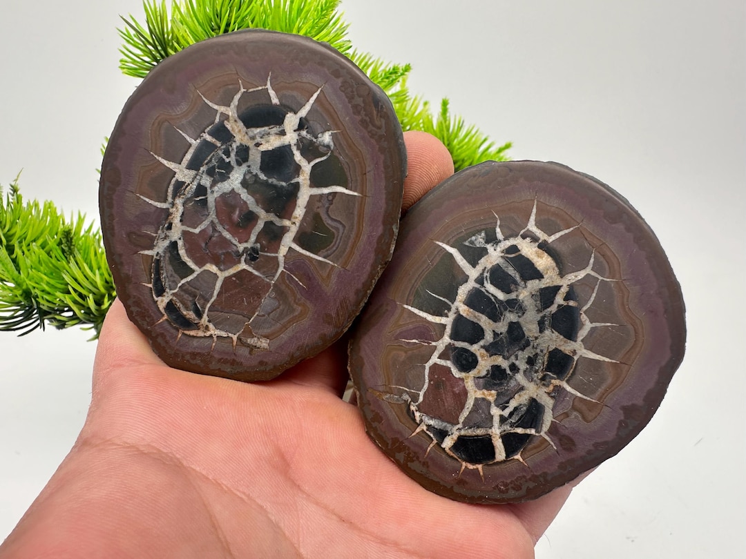 Dragonstones Pair, Septarian Nodule Geode, Septaria, Dragonstone ...