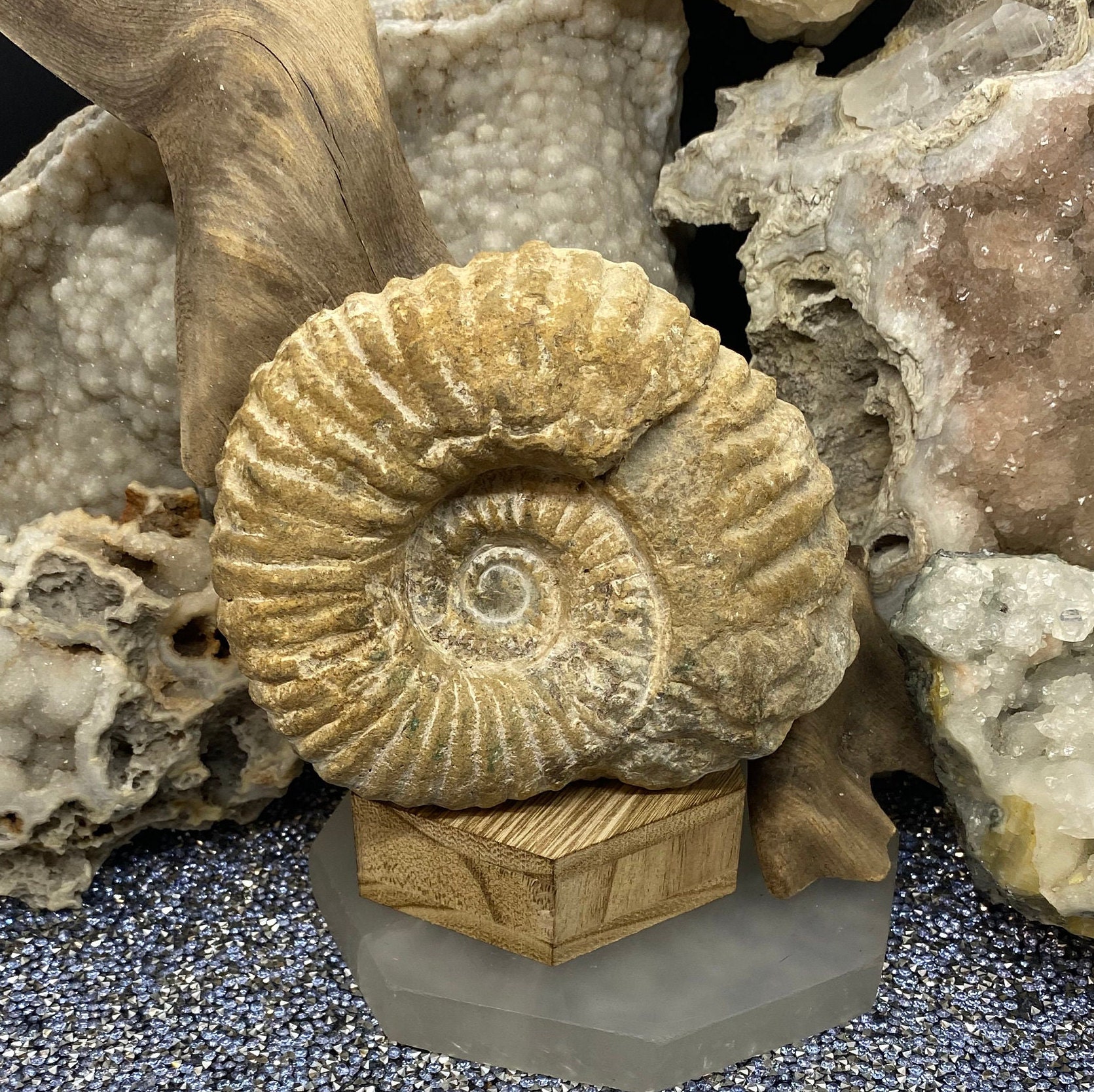 Huge Stunning Raw Ammonite 2.5lbs - Etsy