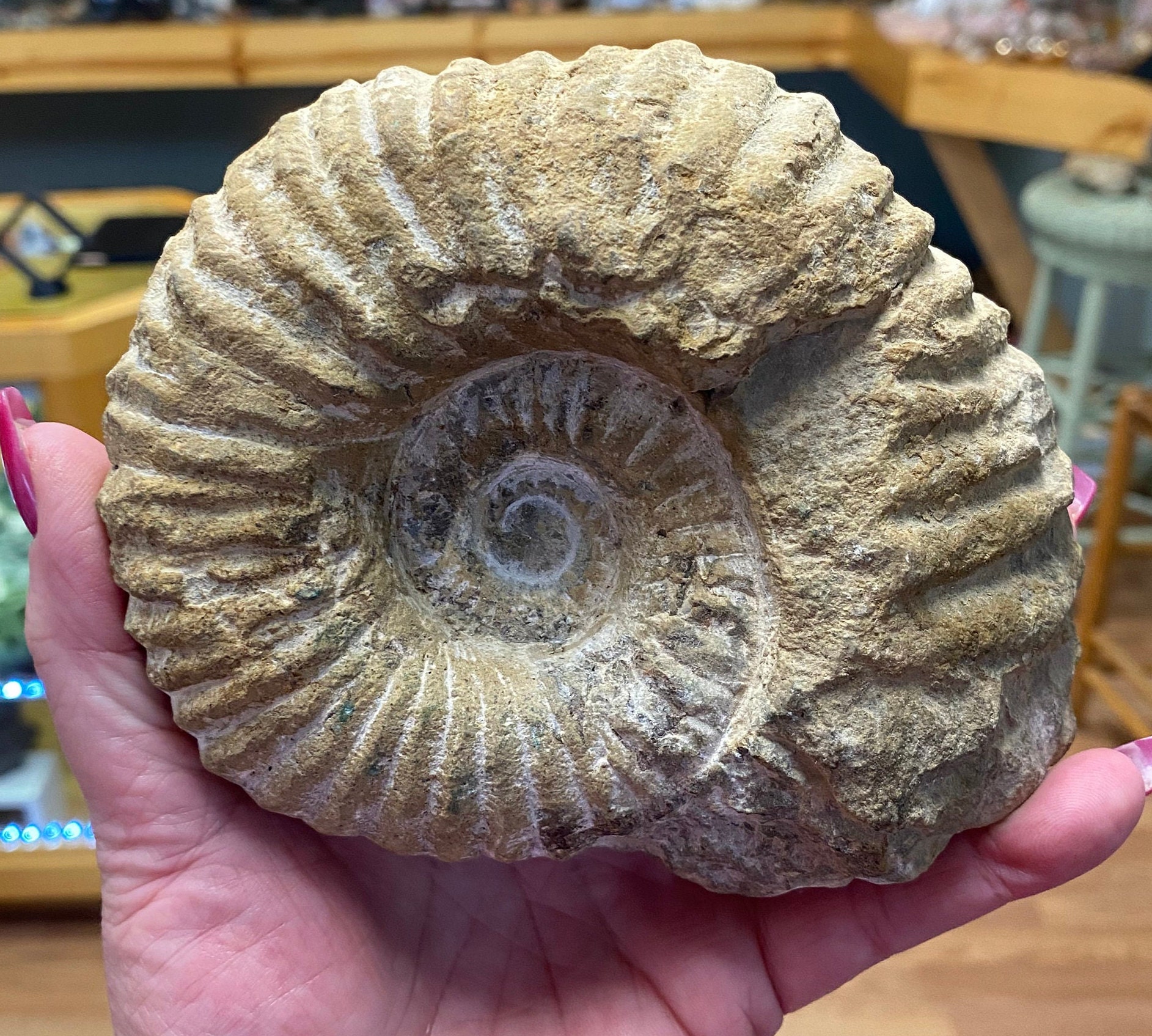 Huge Stunning Raw Ammonite 2.5lbs - Etsy