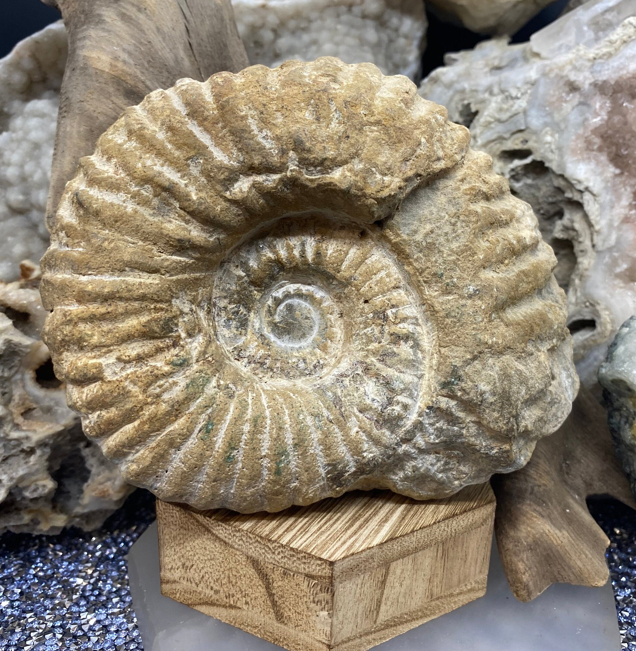 Huge Stunning Raw Ammonite 2.5lbs - Etsy