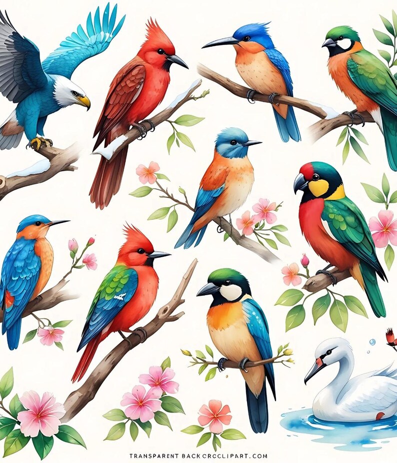 Bird Clipart, Colorful Bird Species PNG Bundle, Watercolor Bired ...