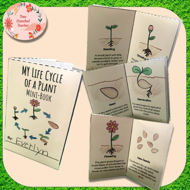 Printable Life Cycle of a Plant Book | Plant Life Cycle for Kids | Kids ...