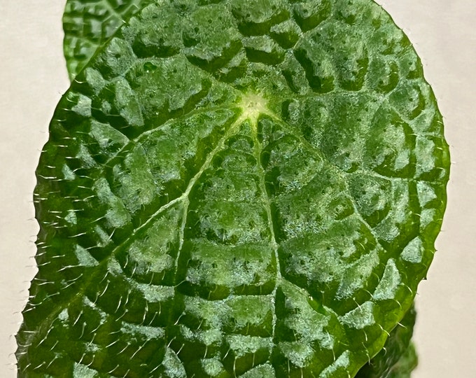 Begonia Staudtii - Etsy