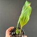 Bulbophyllum Chrysotes Micro Mini Orchid - Etsy