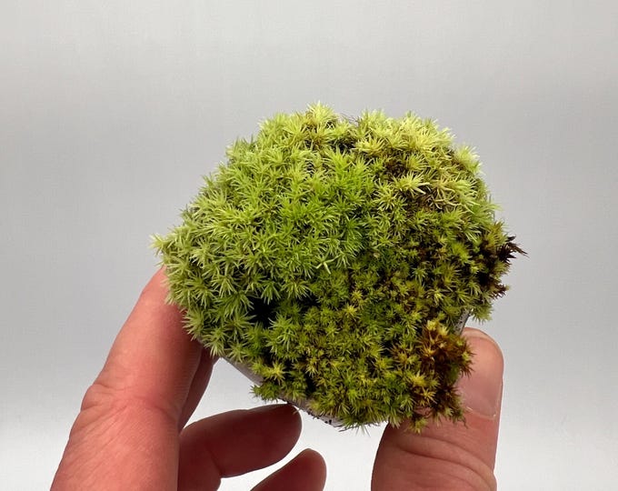Moss Sp. Borneo. Tropical Star Moss for Terrarium - Etsy