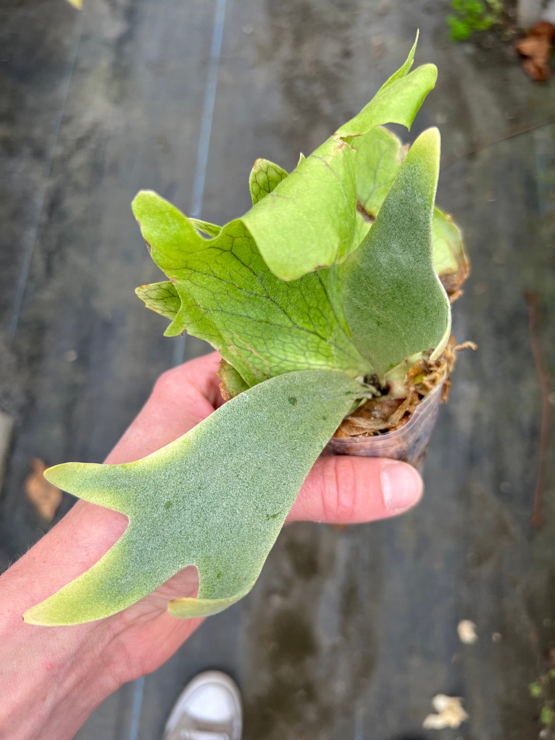 Platycerium Willinckii ‘little Elf’ Staghorn Fern - Etsy