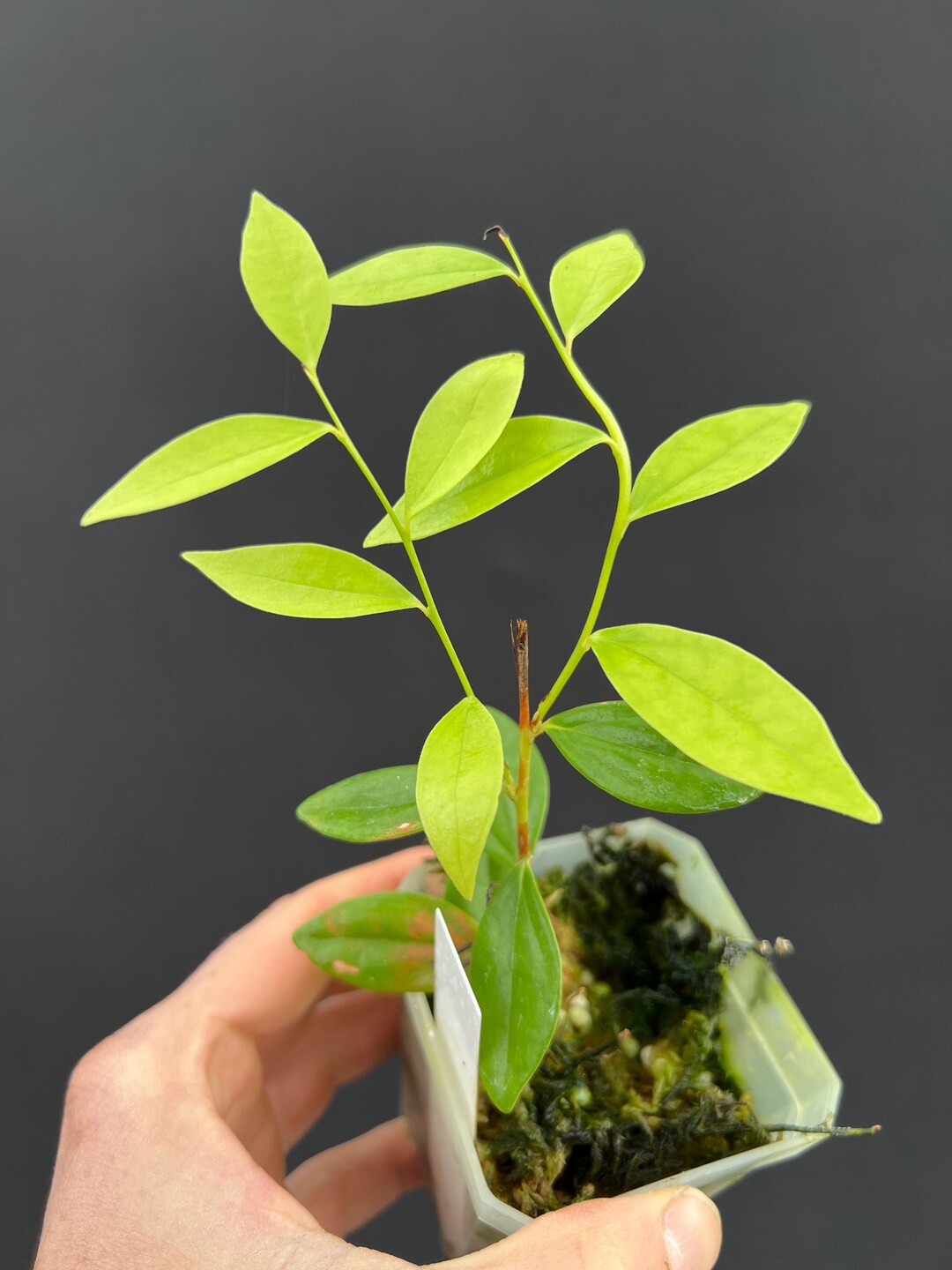 Macleania Bullata Neotropical Blueberry - Etsy
