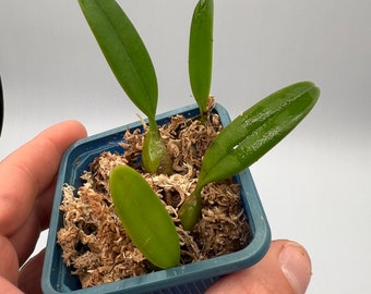 Very Rare Orchid Species Bulbophyllum Bulb Caudatum Rare Live Plant - Etsy