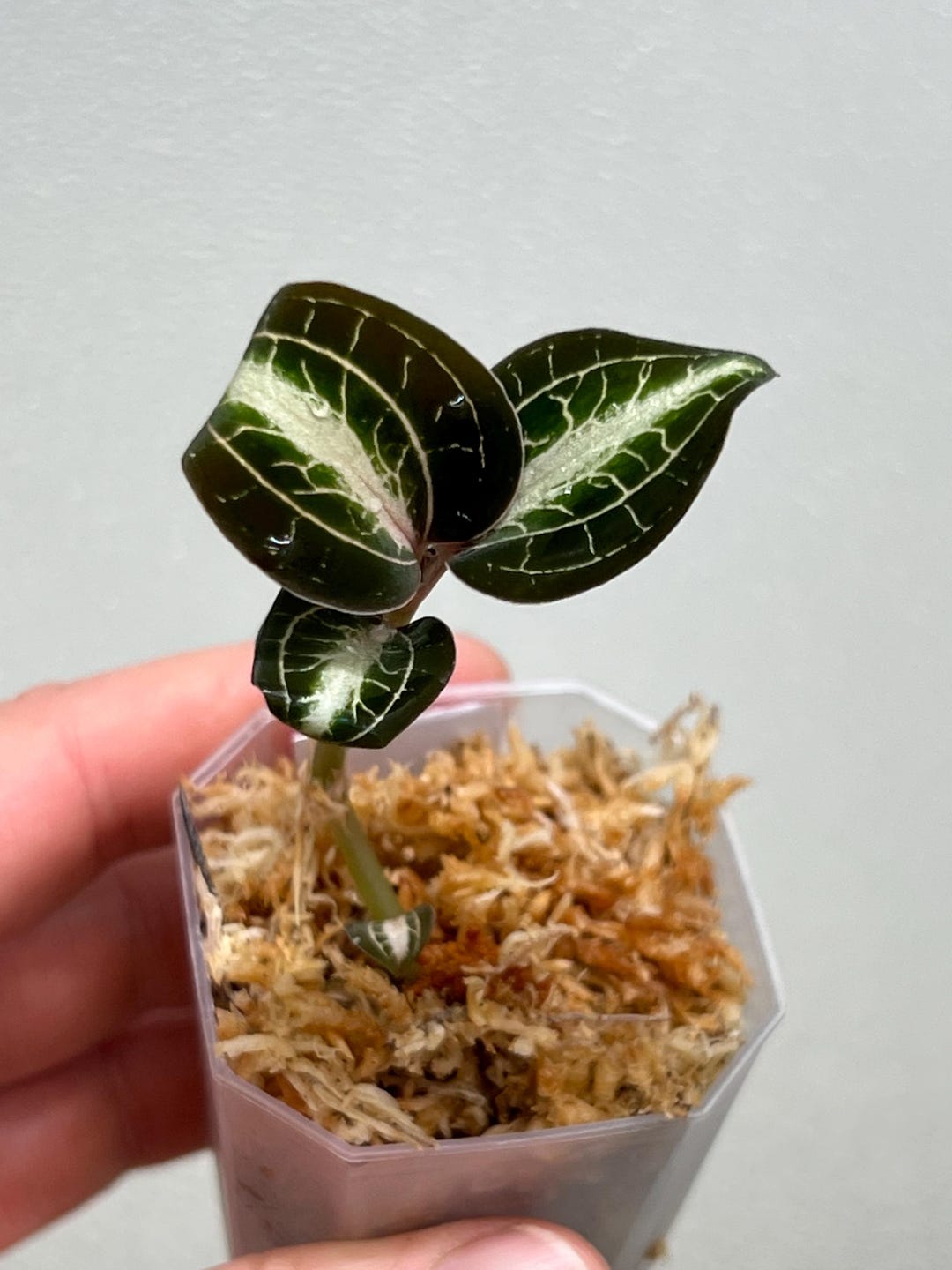 Anoectochilus Albolineatus Milky Way - Jewel Orchid - Etsy