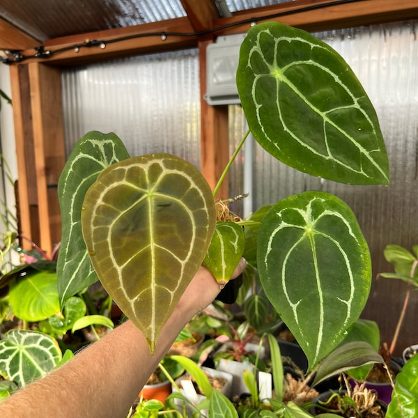 Anthurium Forgetii - Etsy