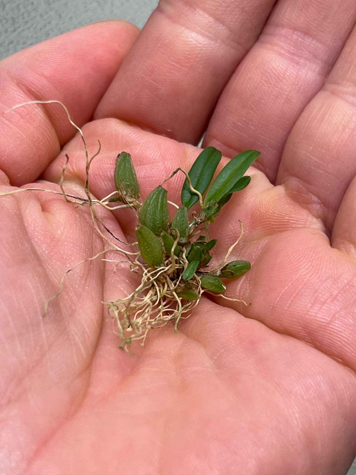 Bulbophyllum Chrysotes Micro Mini Orchid - Etsy