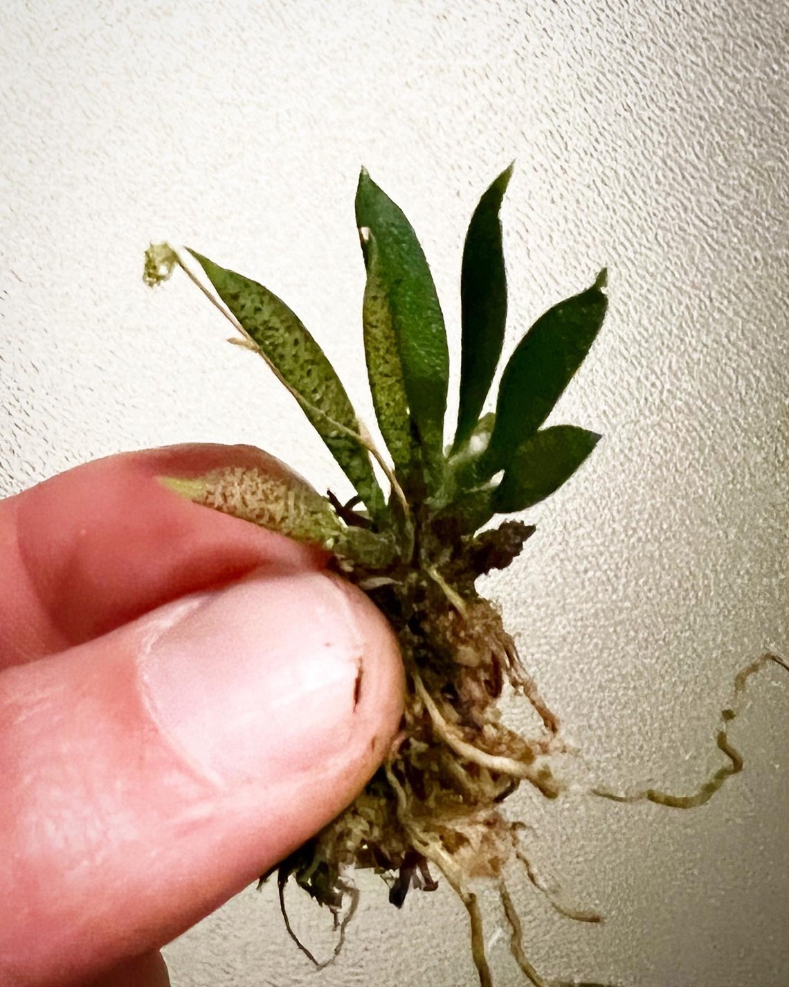 Macroclinium Dalstromii Mini Orchid - Etsy