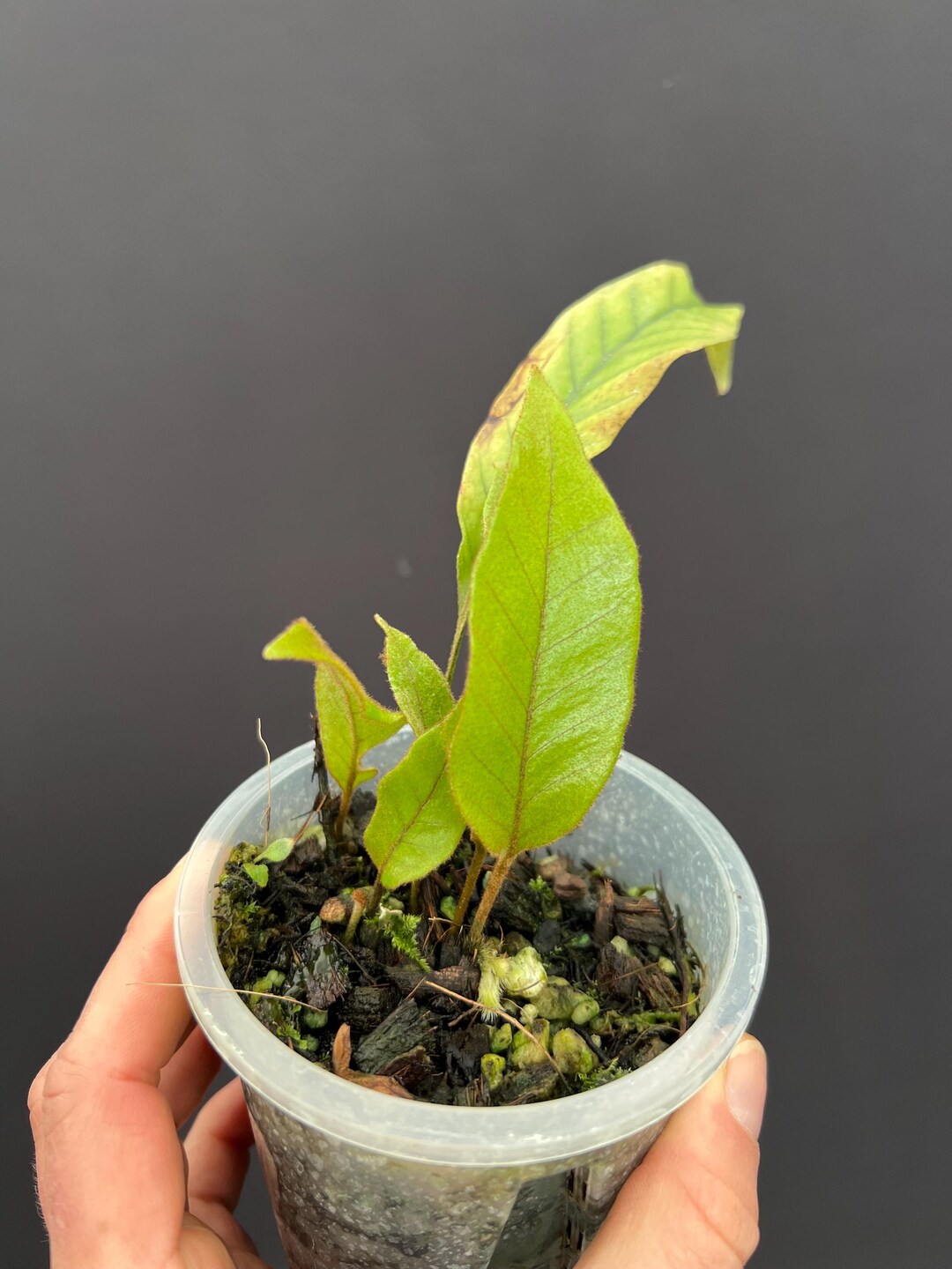 Pyrrosia Christii Fern - Etsy
