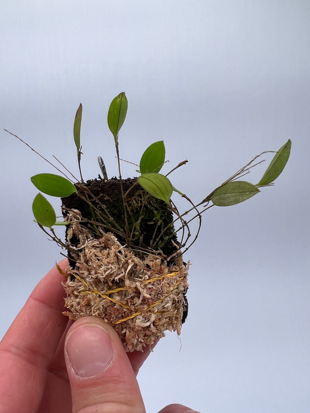 Lepanthopsis Acuminata Mini Orchid - Etsy