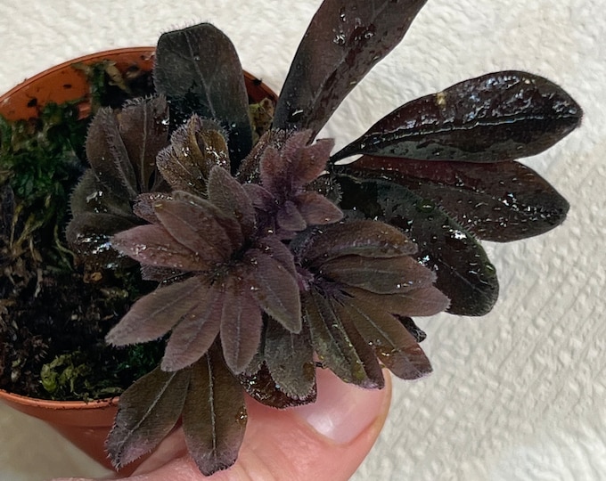 Solanum Uleanum - Etsy