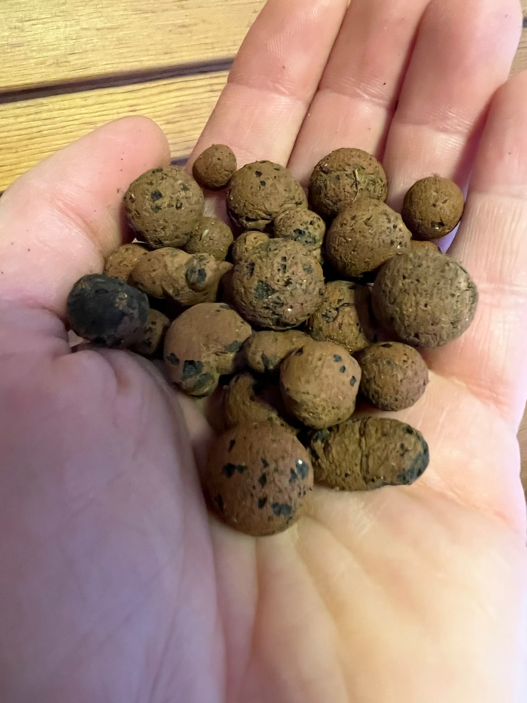 Leca Expanded Clay Substrate for Aroids, Drainage Layer, Hydroponics (1 ...