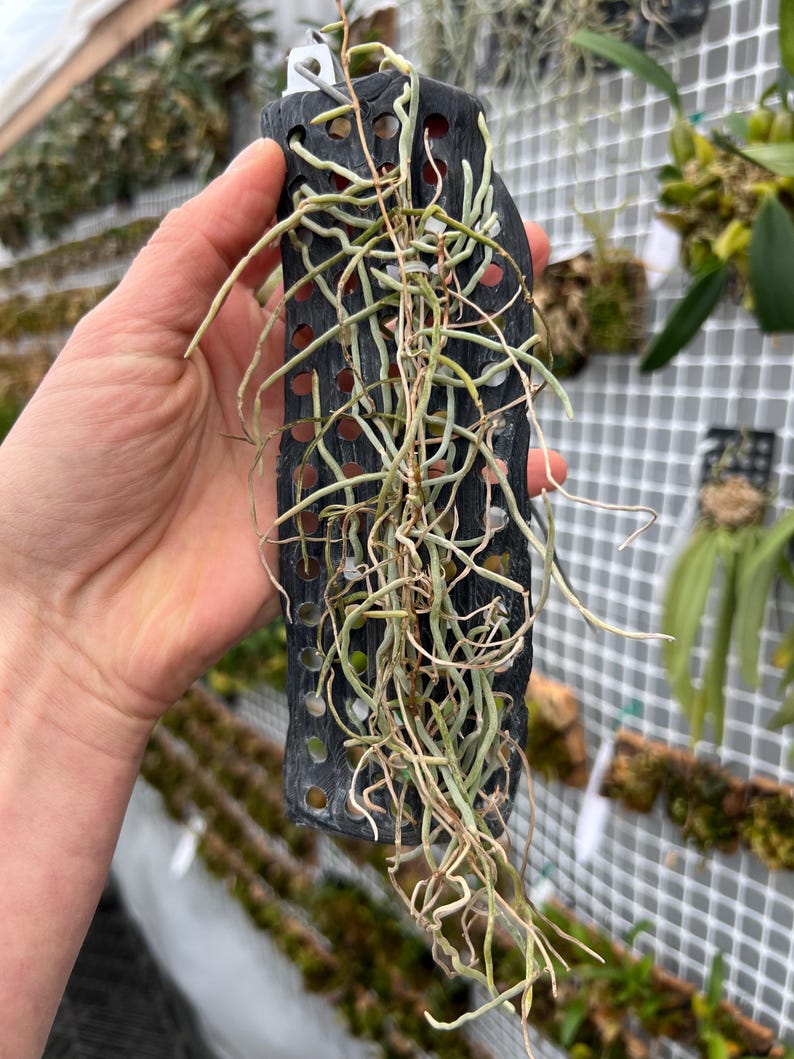 Microcoelia Cornuta Ghost Orchid (large) - Etsy