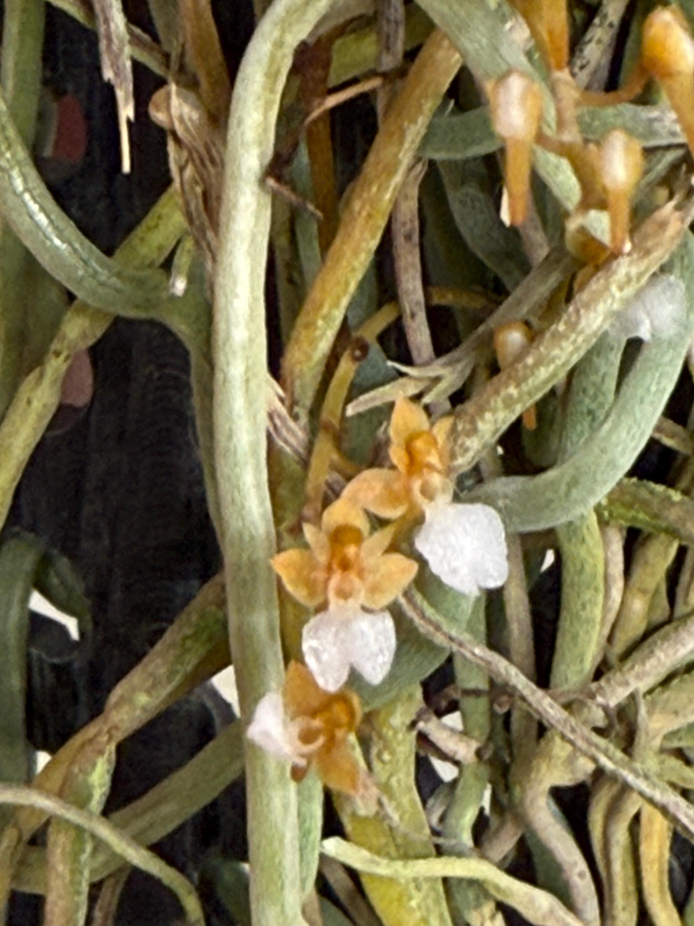 Microcoelia Cornuta Ghost Orchid (large) - Etsy