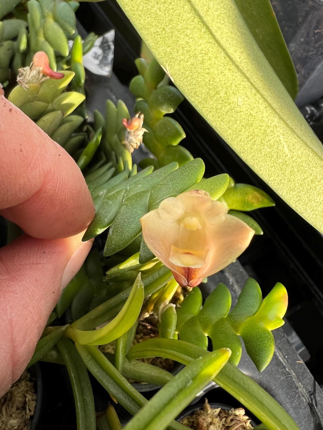 Dendrobium Leonis Mini Orchid - Etsy