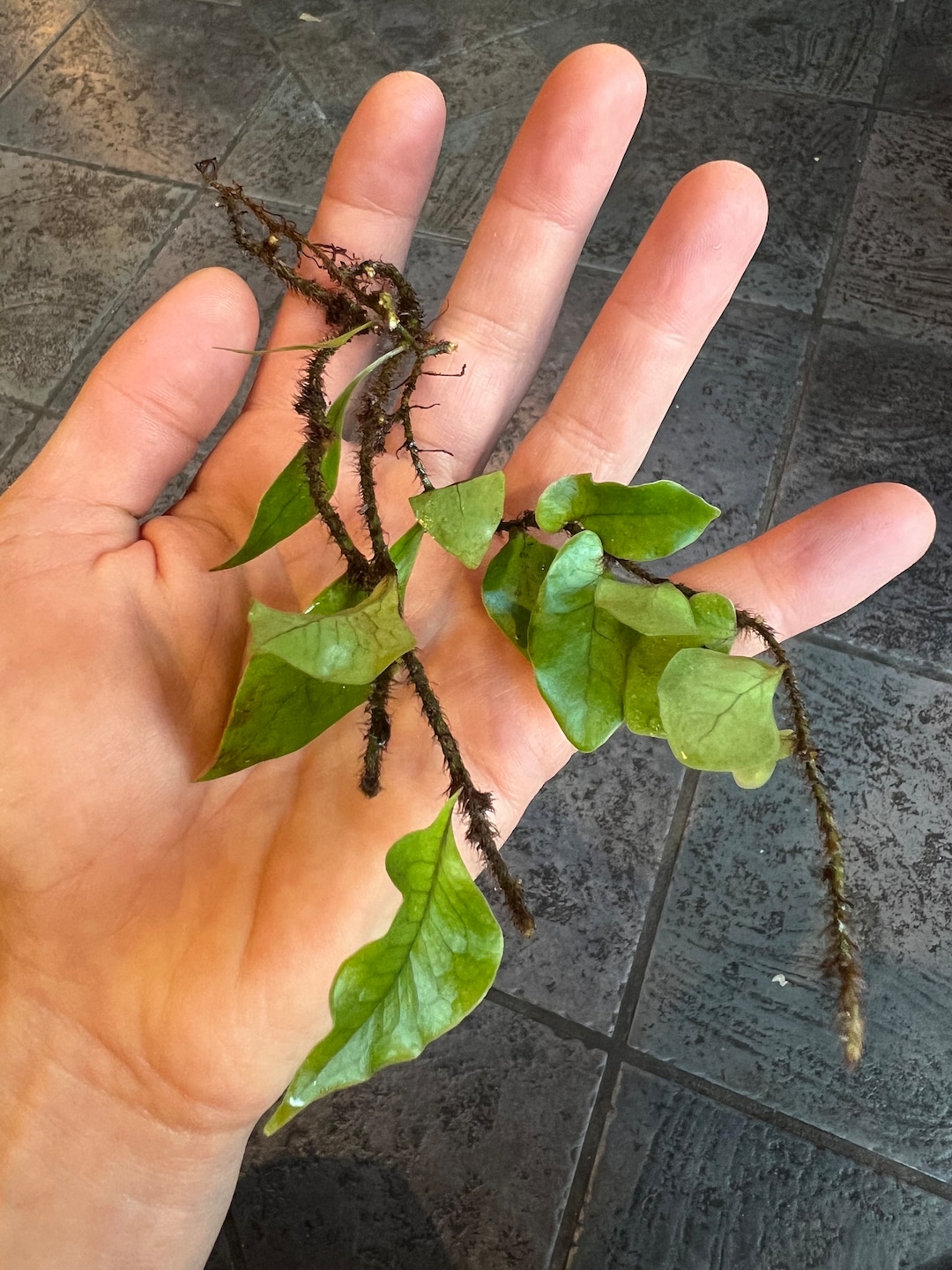 Microsorum Linguiforme - Etsy