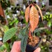Bulbophyllum Chrysotes Micro Mini Orchid - Etsy