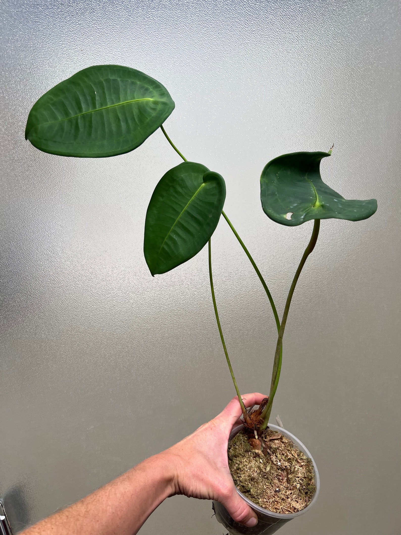 Anthurium Peltigerum Etsy