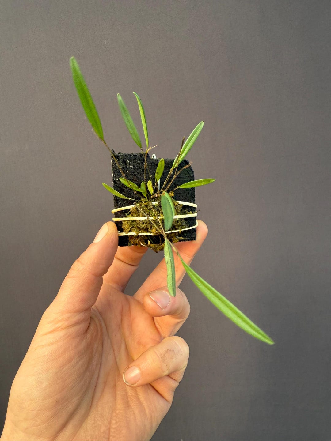 Lepanthopsis Acetabulum Mini Orchid - Etsy