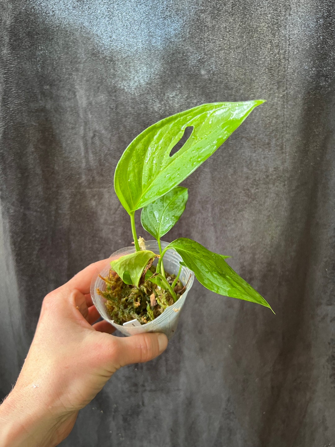 Monstera Cf Obliqua Napo - Etsy