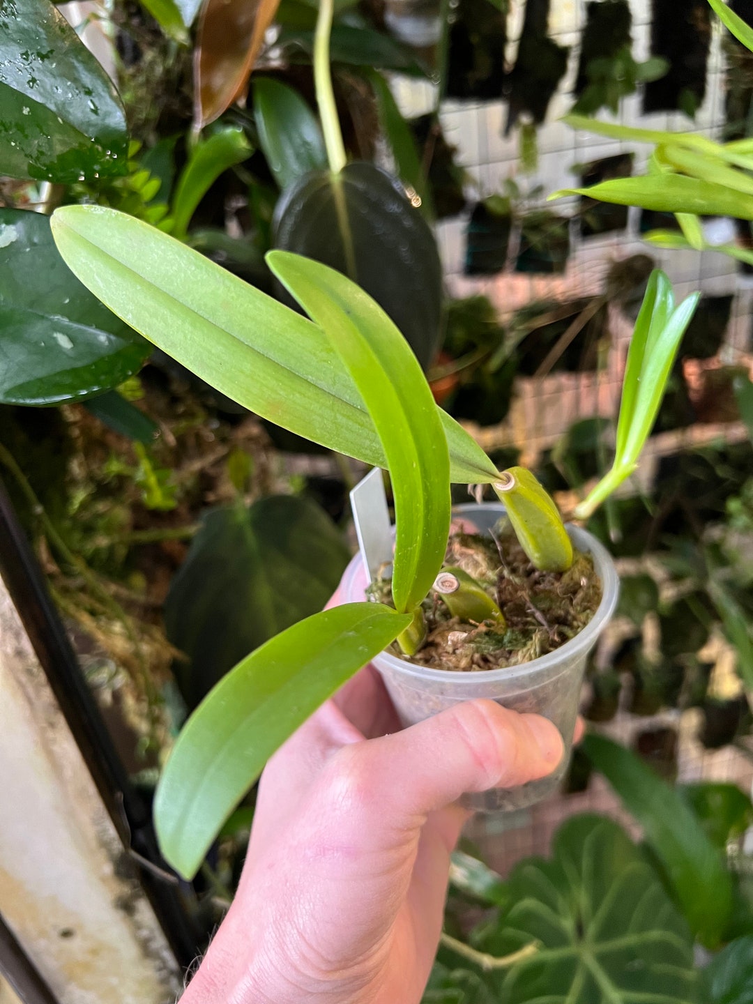 Bulbophyllum Maximum Orchid - Etsy