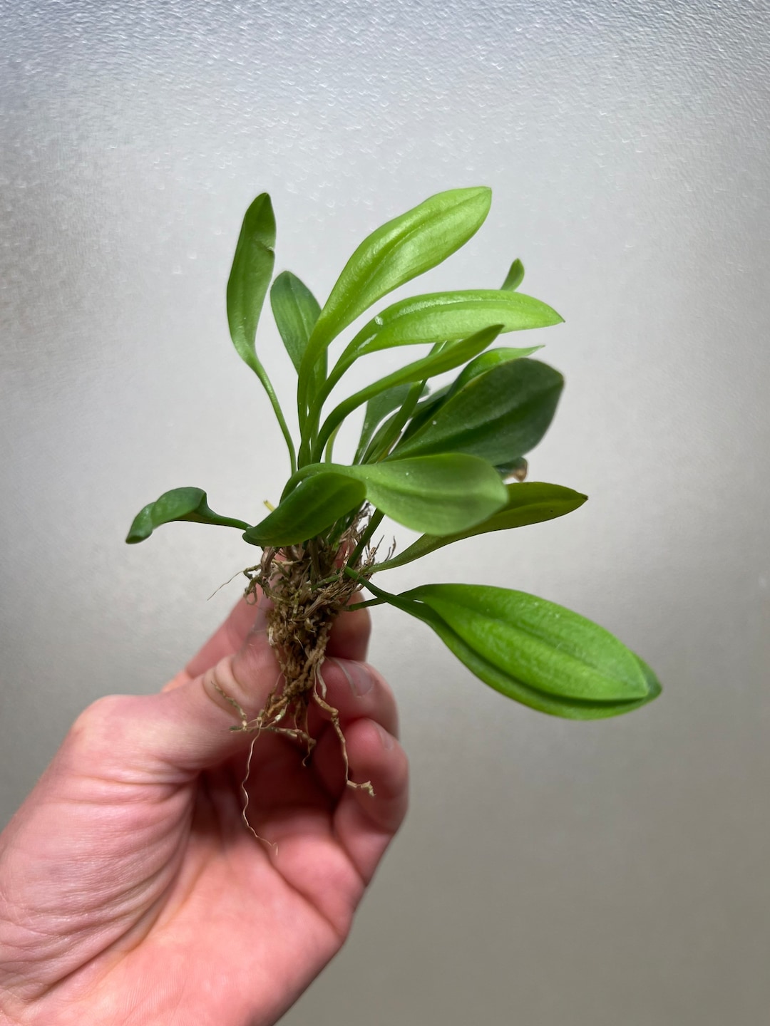 Anathallis Funerea Mini Orchid - Etsy