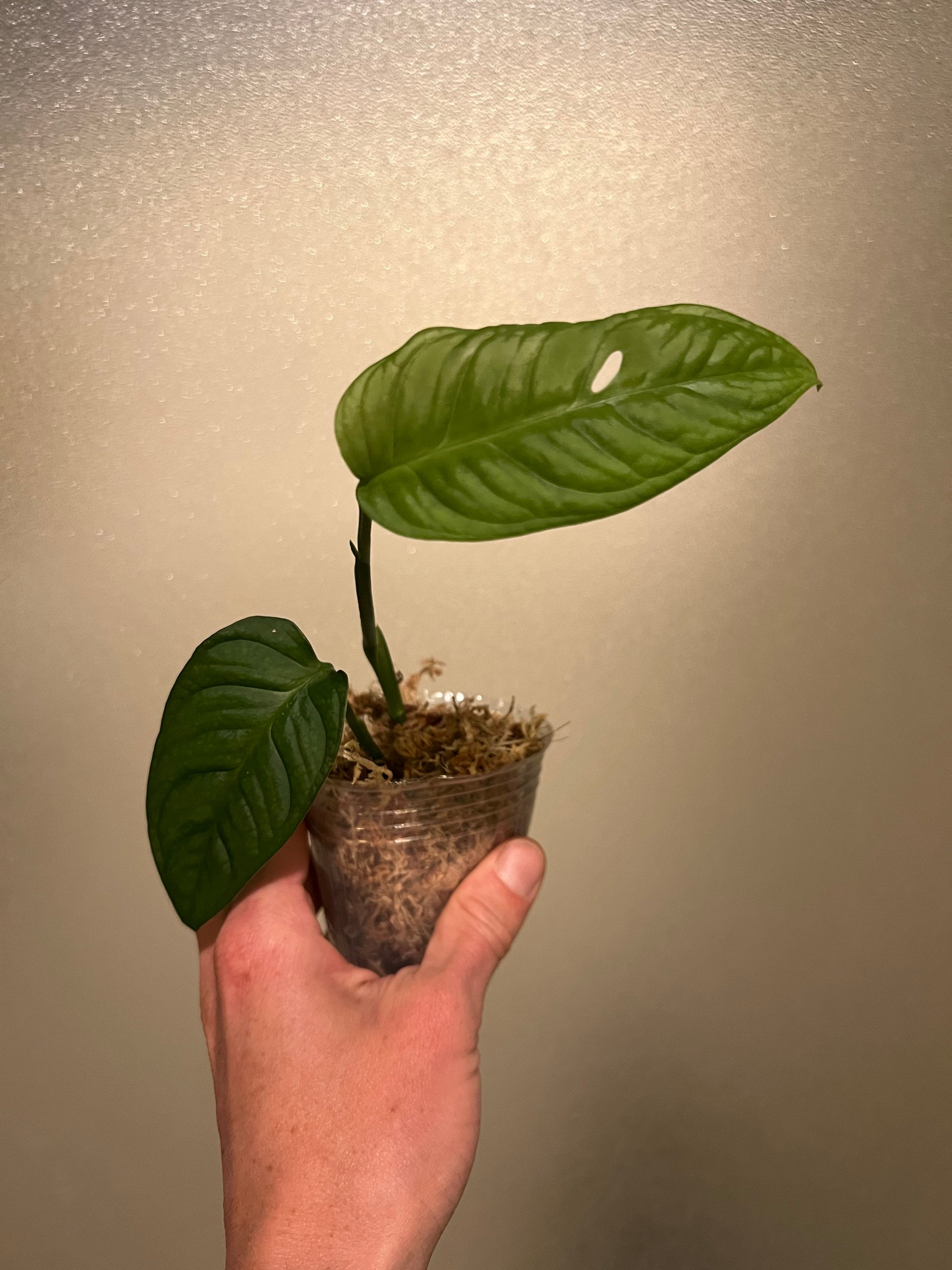 Monstera Sp. Muyuna - Etsy