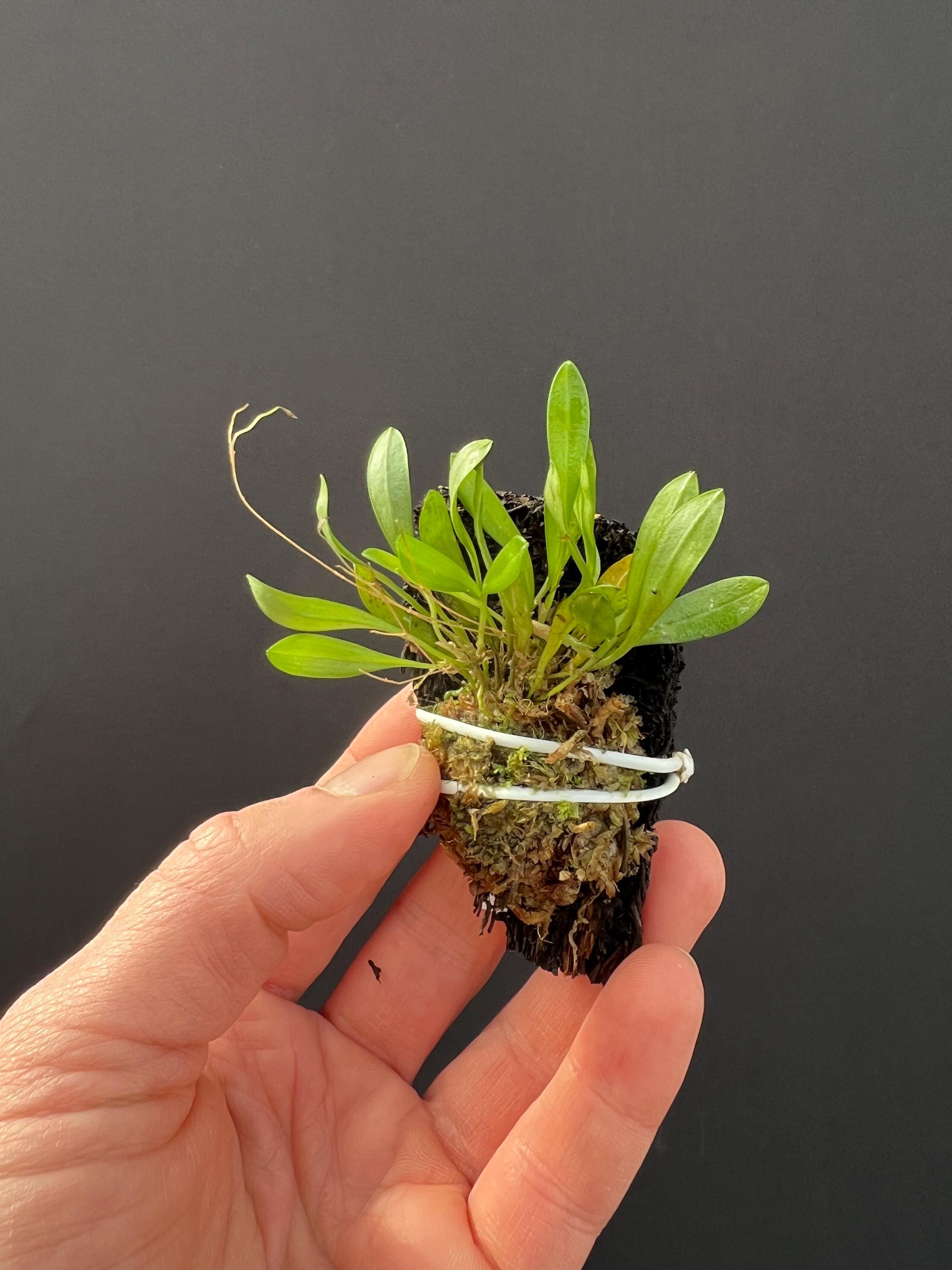 Muscarella Zephyrina Mini Orchid - Etsy