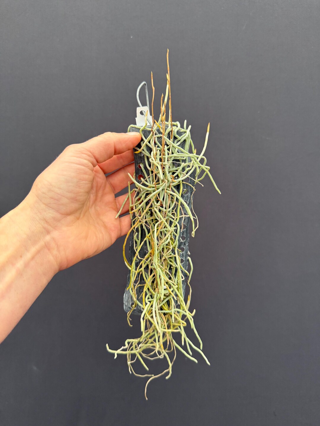 Microcoelia Cornuta Ghost Orchid (large) - Etsy