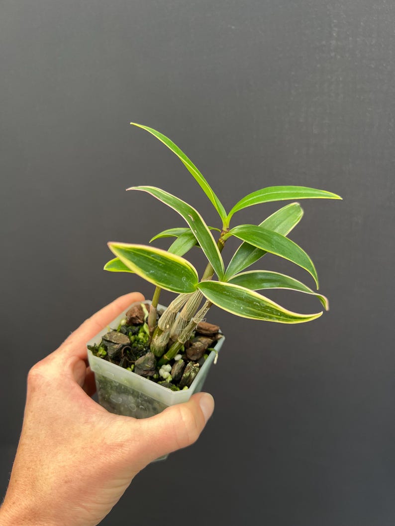 Dendrobium Kingianum Variegated Small Orchid - Etsy