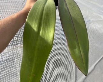Bulbophyllum Chrysotes Micro Mini Orchid - Etsy