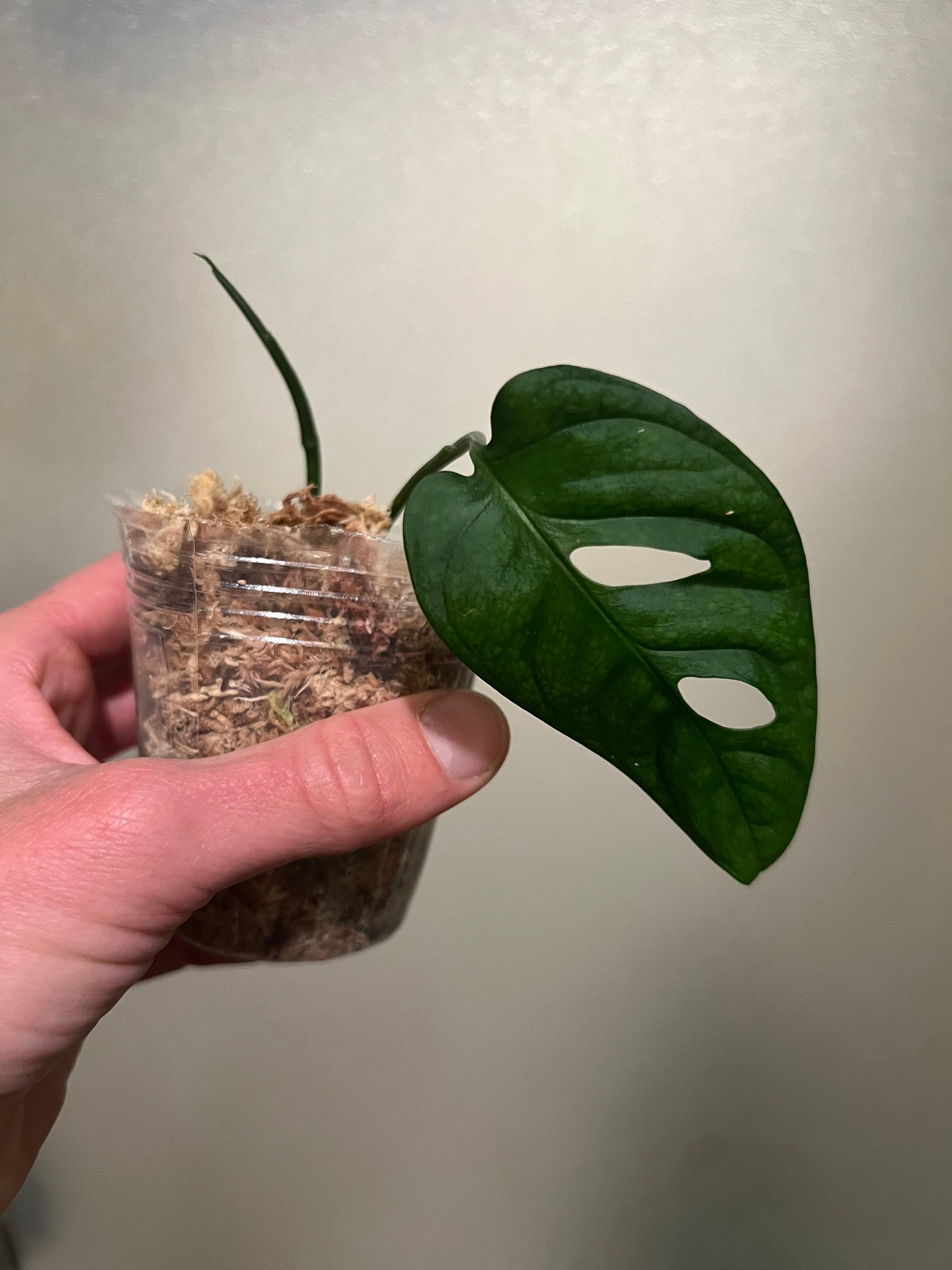 Monstera Sp. Muyuna - Etsy