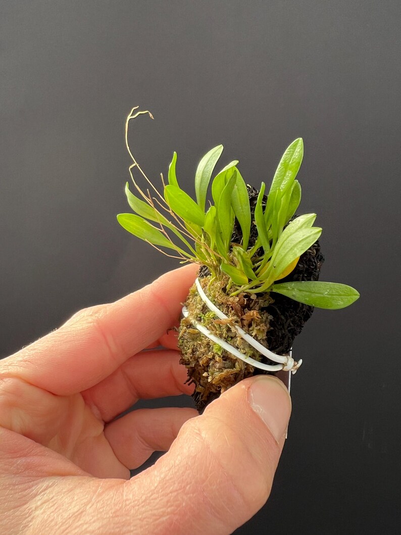 Muscarella Zephyrina Mini Orchid - Etsy