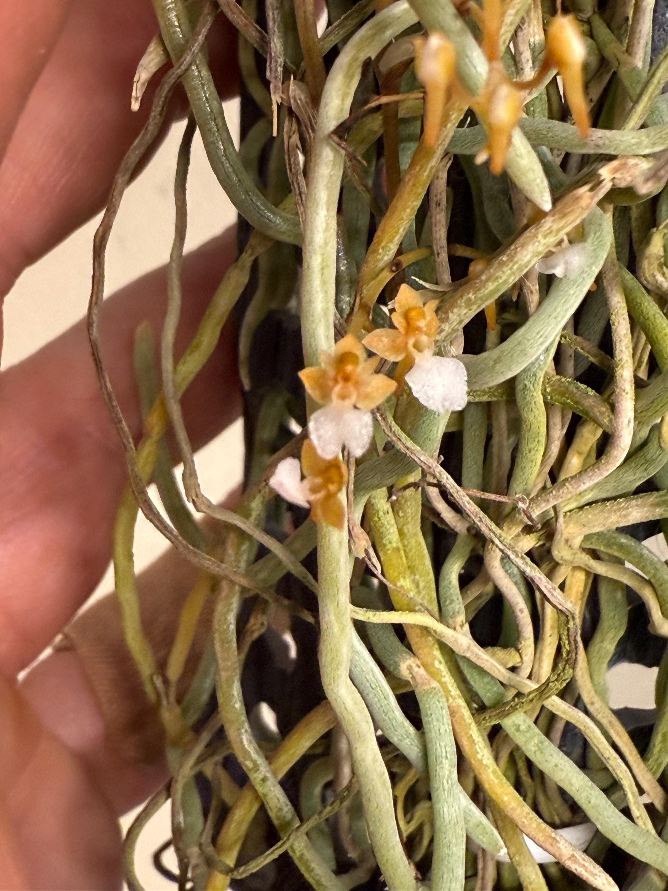 Microcoelia Cornuta Ghost Orchid (large) - Etsy